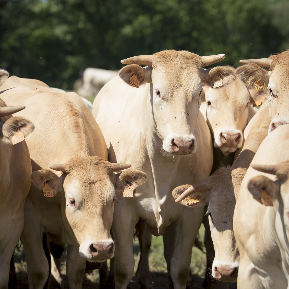 GAEC Martin Neveu | Bos Taurus